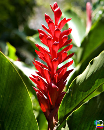 Flor "antorcha" en el Valle del Cauca